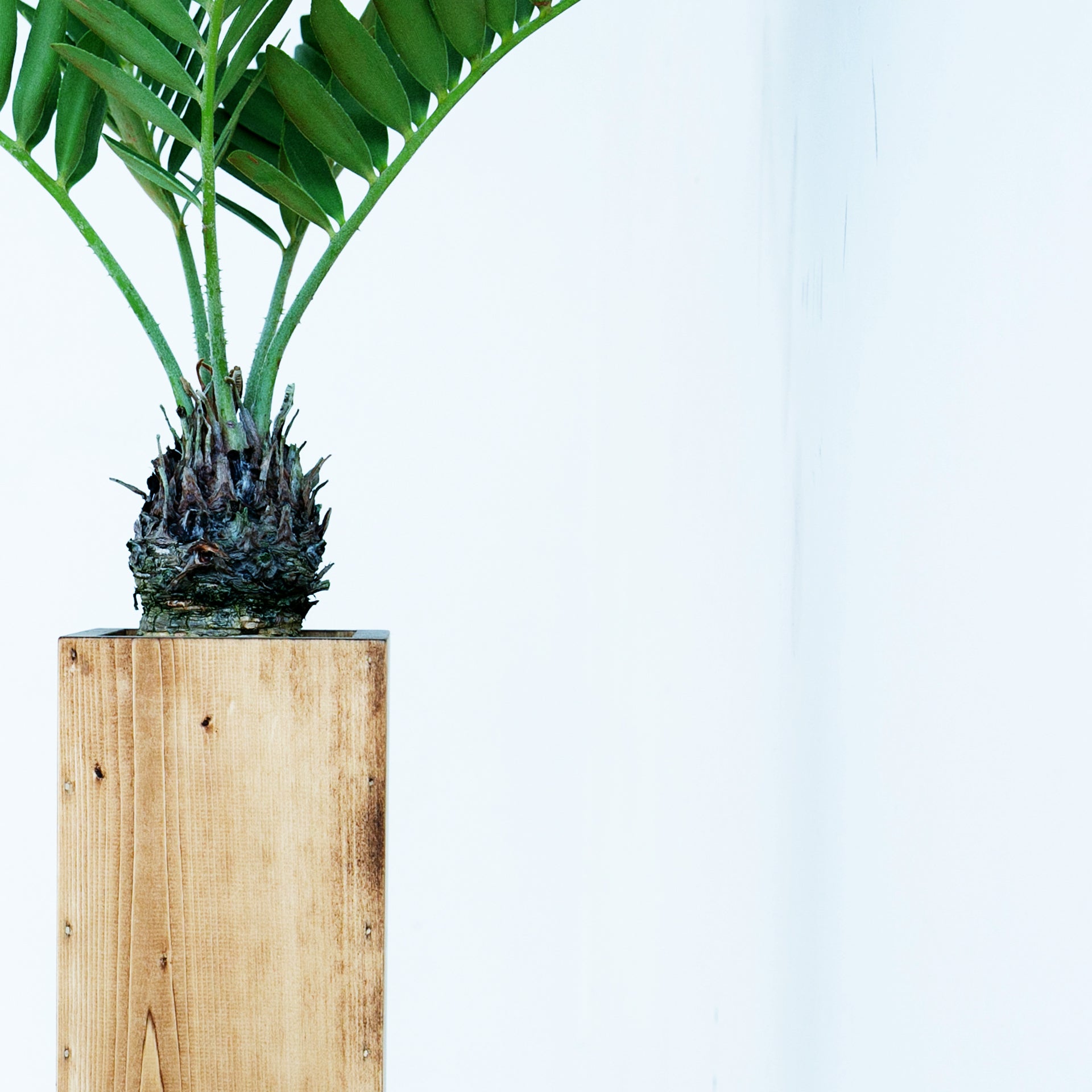 1 room 1 green 1 art – NEALD